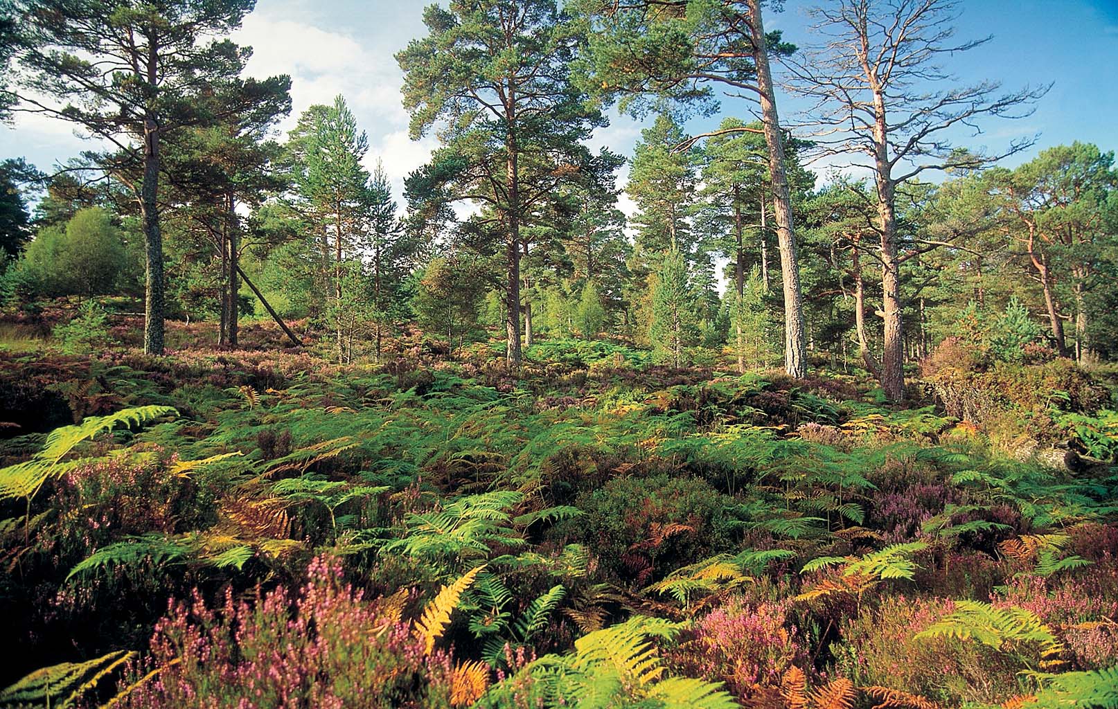 The Black Wood of Rannoch | AA RatedTrips.com