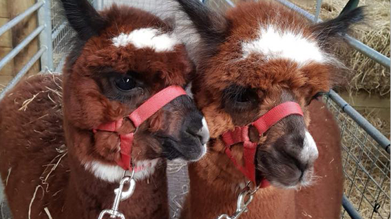Smithills Open Farm | Rated and reviewed by experts on RatedTrips.com
