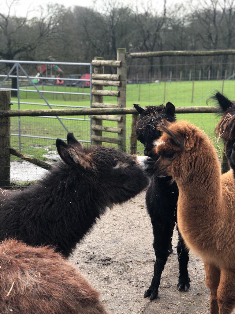 Smithills Open Farm | Rated and reviewed by experts on RatedTrips.com