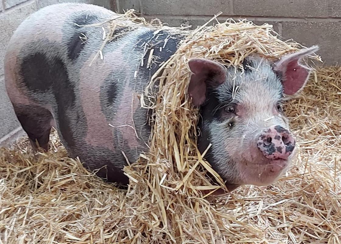 Smithills Open Farm | Rated and reviewed by experts on RatedTrips.com